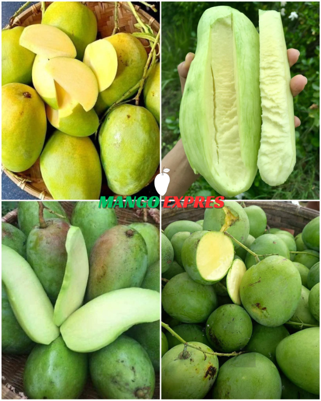 Baromasi Raw Mango। বারোমাসি কাঁচা আম - MANGO EXPRES